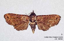 Papua Insects Foundation (Lepidoptera/Euteliinae thumbnails)